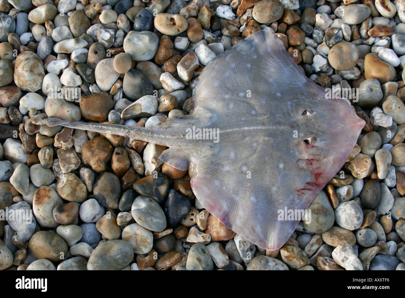 Microcellata hi-res stock photography and images - Alamy