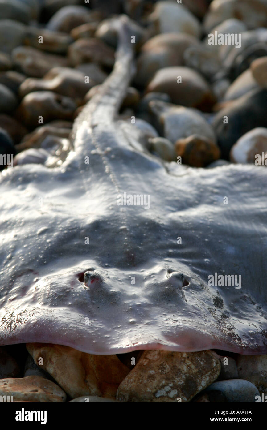 Raja microcellata Small Eyed Ray Stock Photo - Alamy
