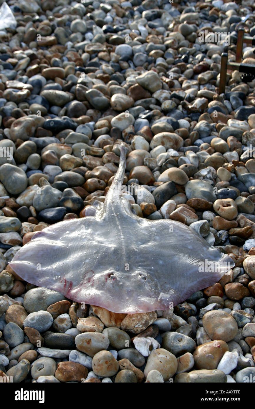 Microcellata hi-res stock photography and images - Alamy