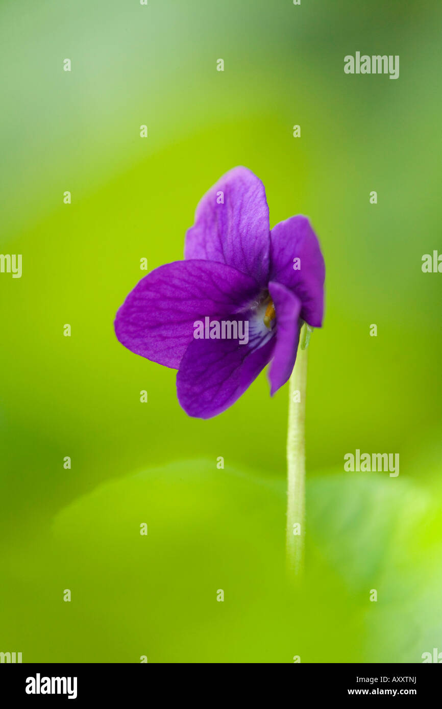 sweet violet Viola odorata Stock Photo - Alamy