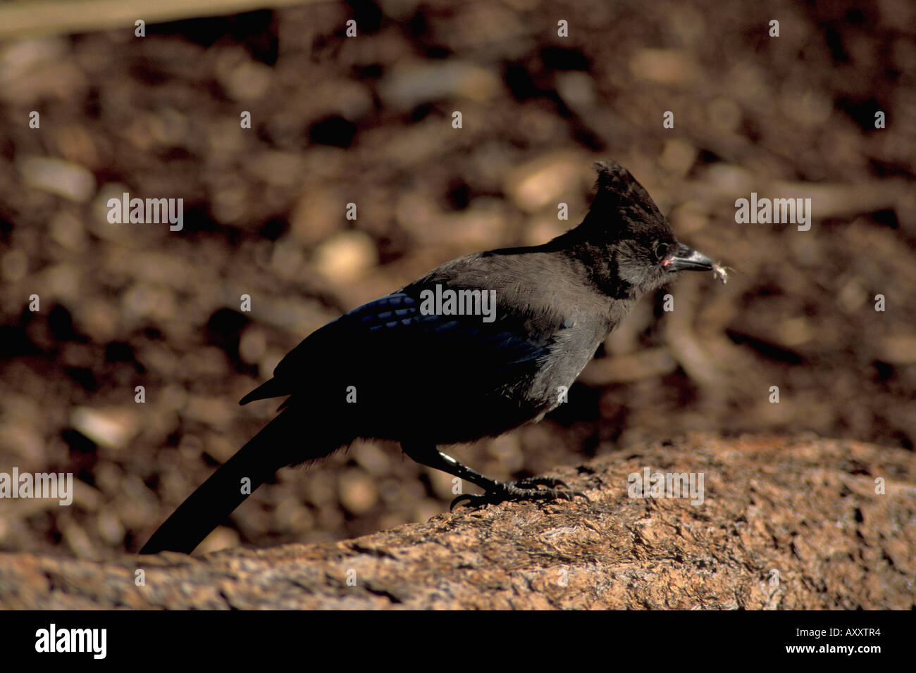 Stellers Blue Jay Cyanocitta stelleri with insect bug cricket ...