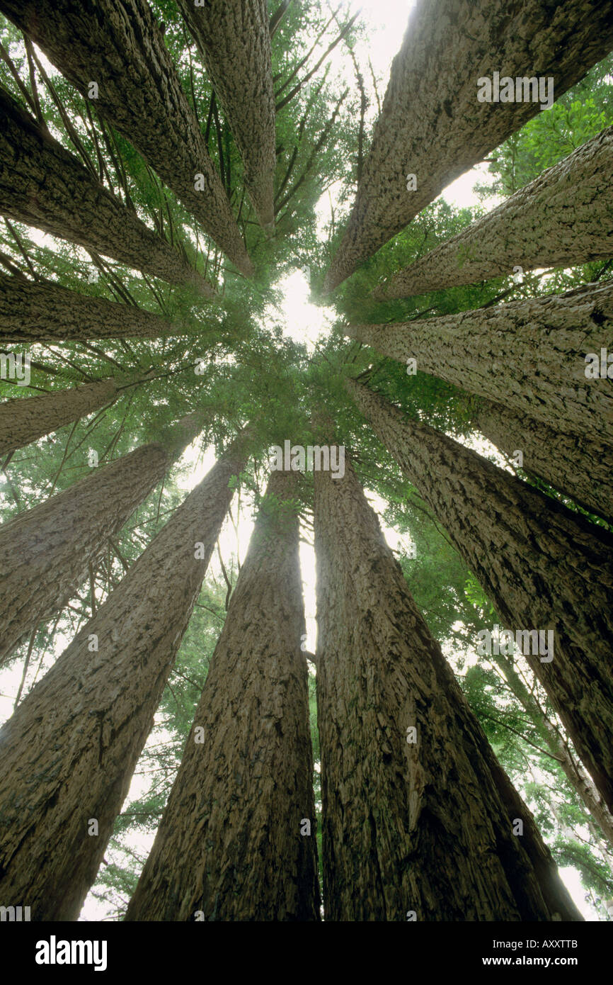 Inside the Goosepen Coastal Redwood Trees growing in circle of trunks ...