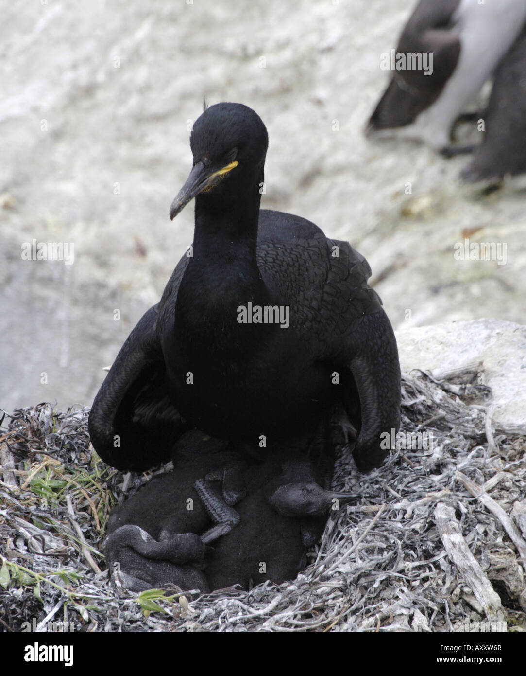 Young shag hi-res stock photography and images - Alamy