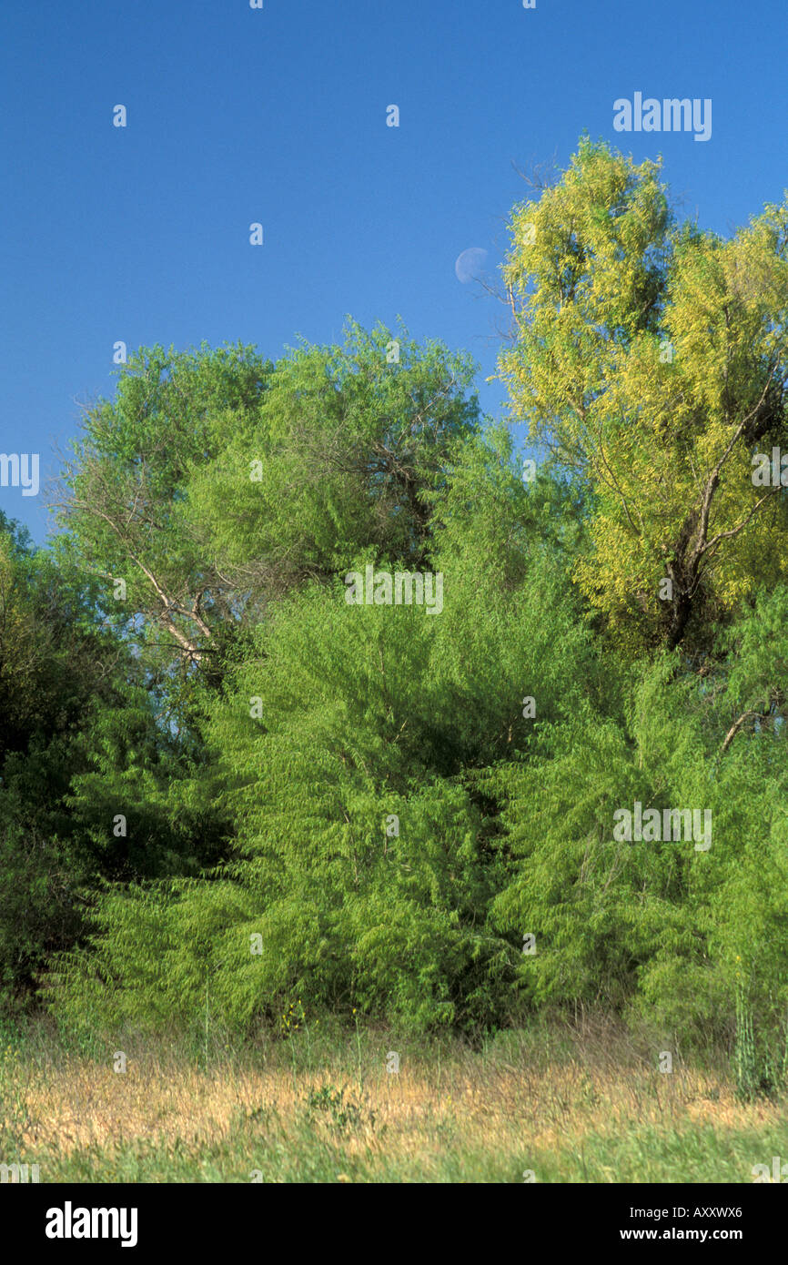 Moonset over green trees in spring riparian habitat Los Banos State ...