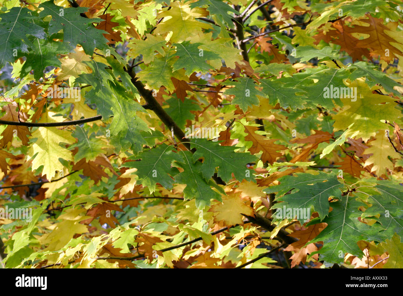 Oak tree changing colour in the autumn Stock Photo - Alamy