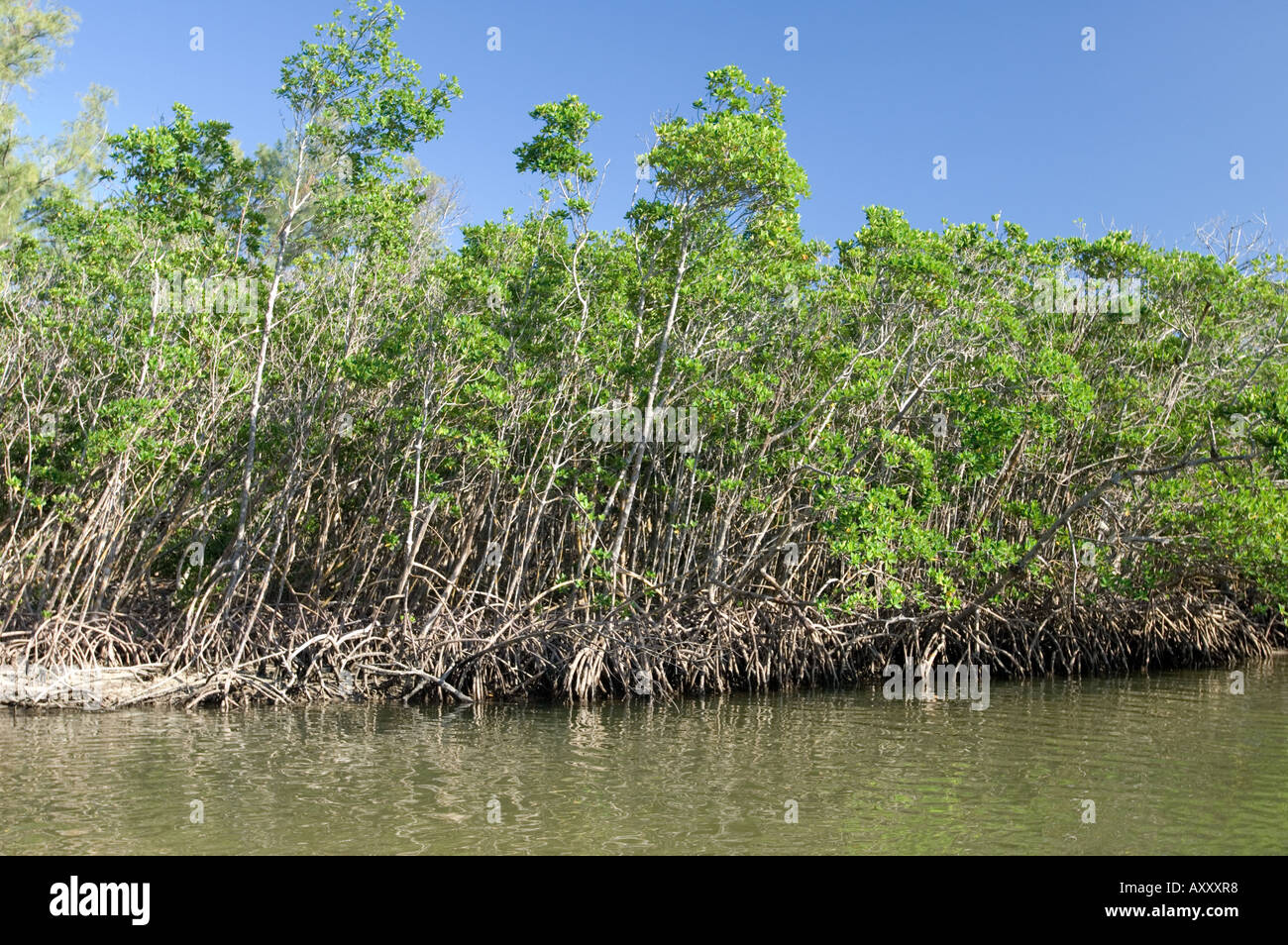 Red Mangrove Rhizophora mangle roots plant tree coastal waterway ...
