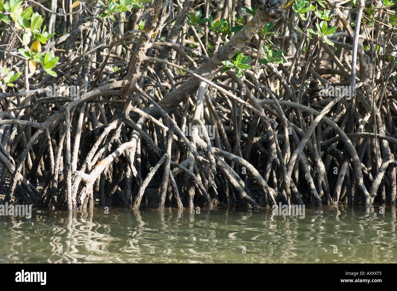Red Mangrove Rhizophora mangle roots plant tree coastal waterway ...