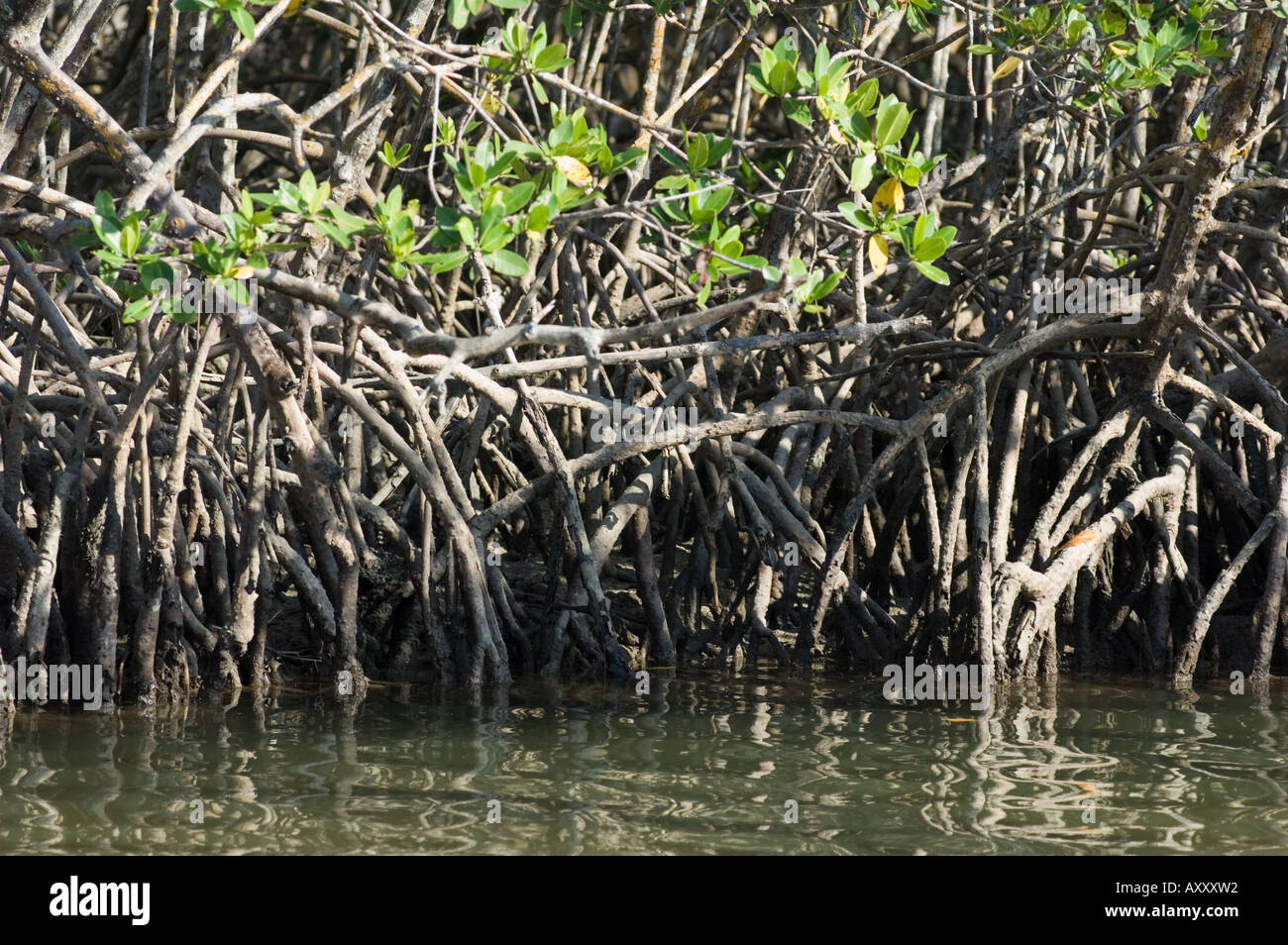 Red Mangrove Rhizophora mangle roots plant tree Stock Photo - Alamy