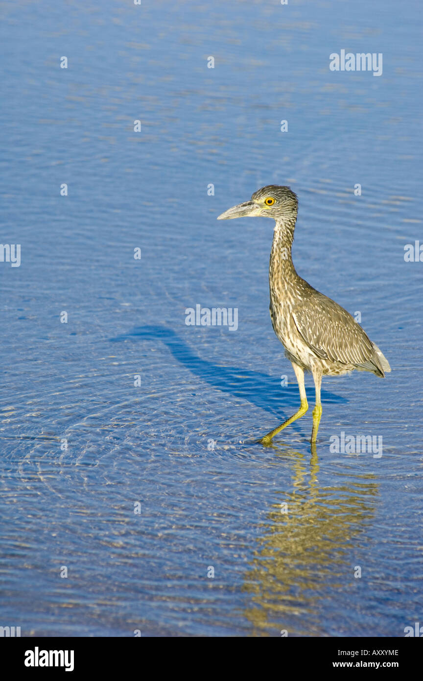 Immature Yellow Crowned Night Heron Nyctanassa violacea birds wading ...