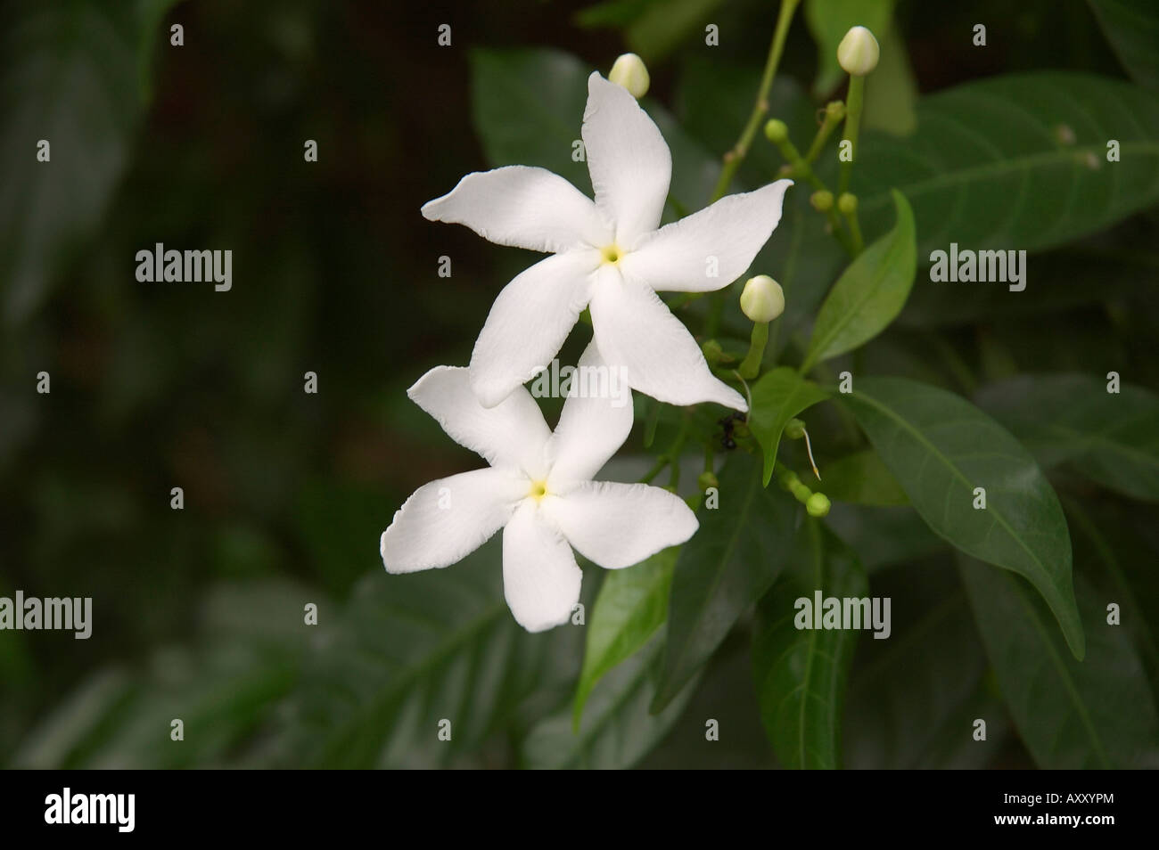 Moonbeam flower india hi-res stock photography and images - Alamy