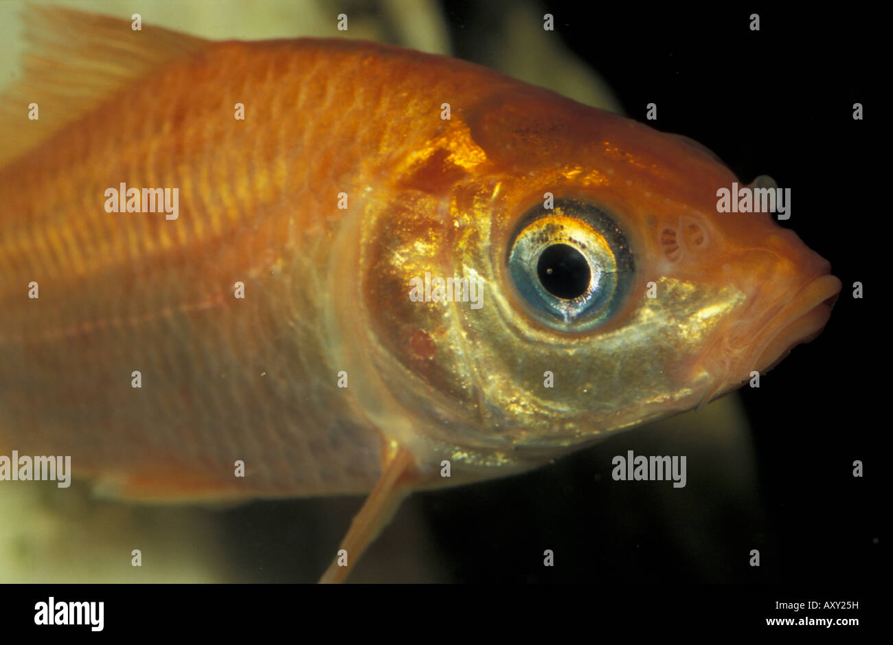 Ciprinidae aquarium hi-res stock photography and images - Alamy