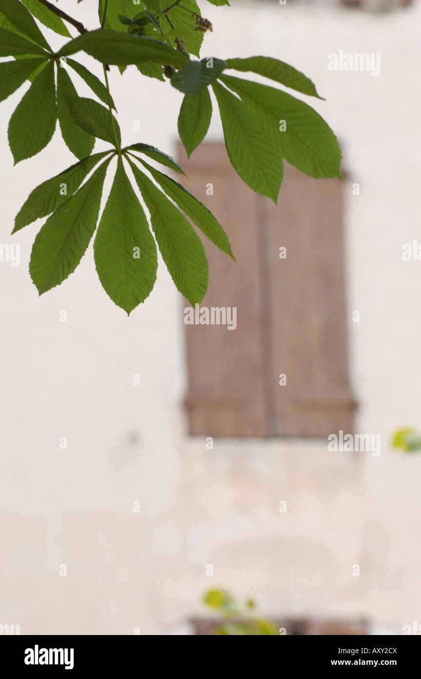 Shutter leaf hi-res stock photography and images - Alamy