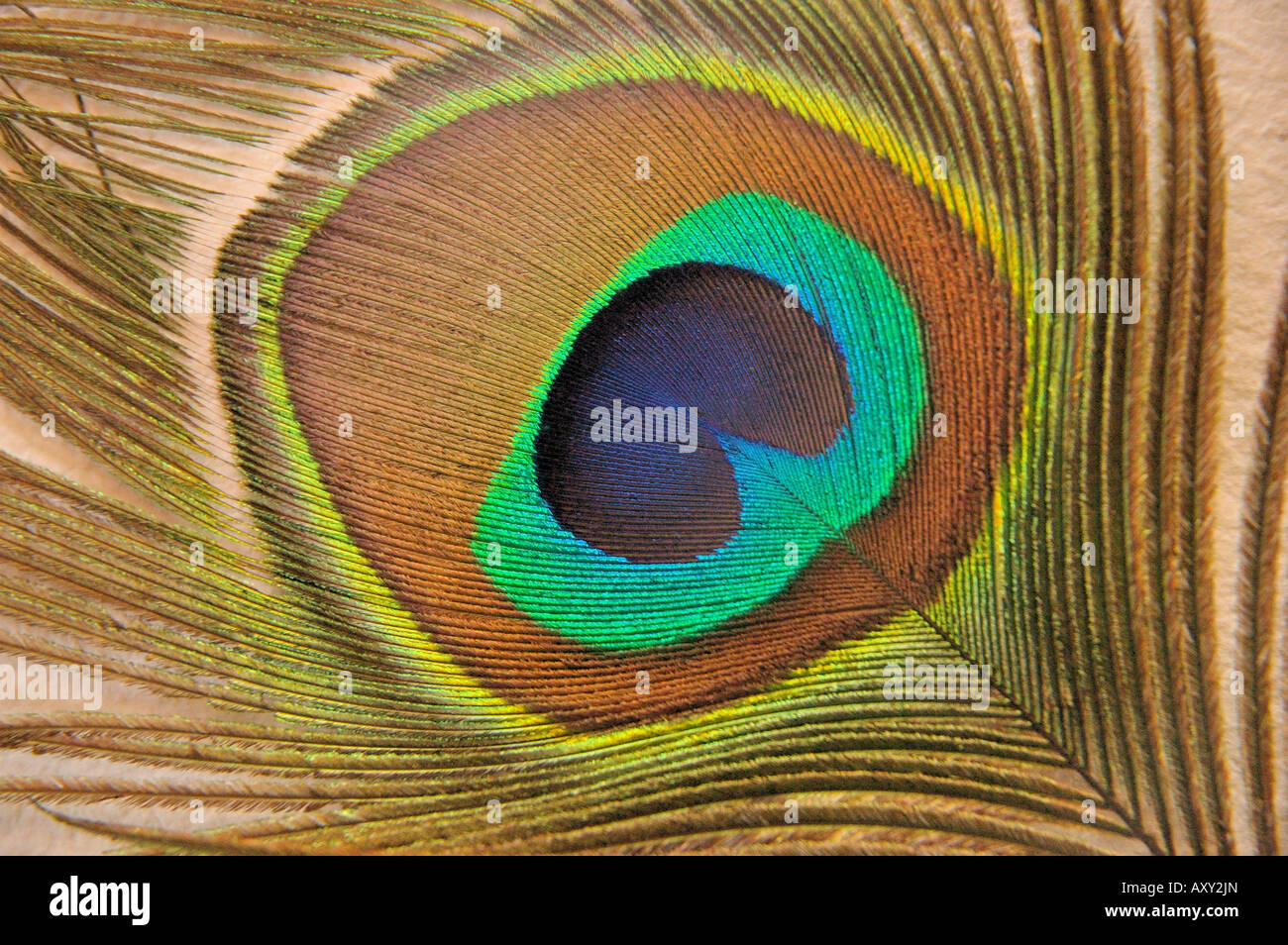 Close-Up of a Peacock Feather Stock Photo - Alamy
