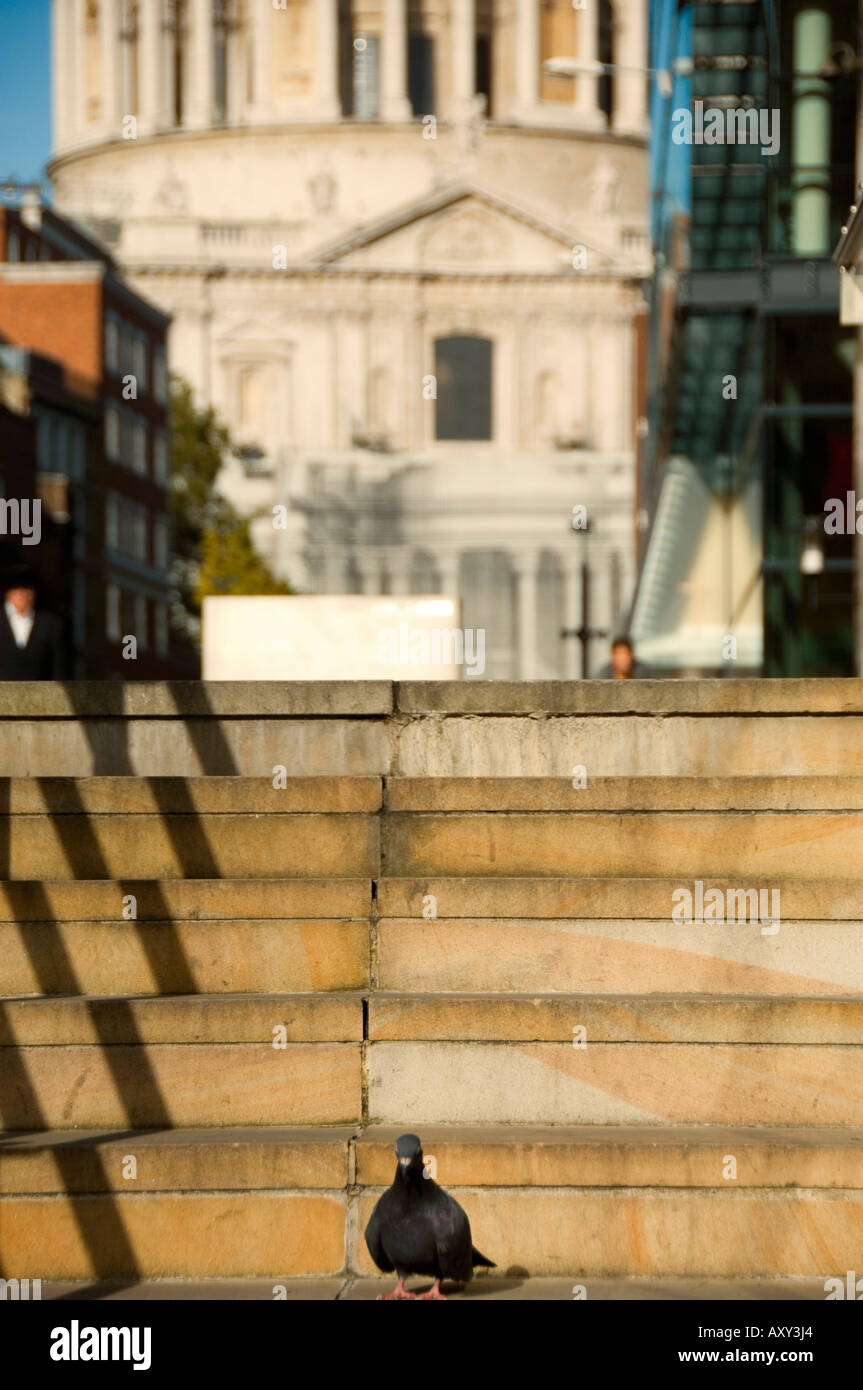 Pigeon walking down steps below the Millenium bridge with St Pauls ...
