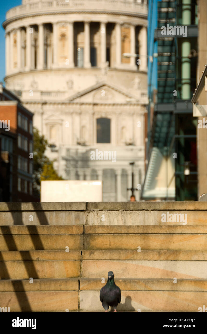 Pigeon walking down steps below the Millenium bridge with St Pauls ...