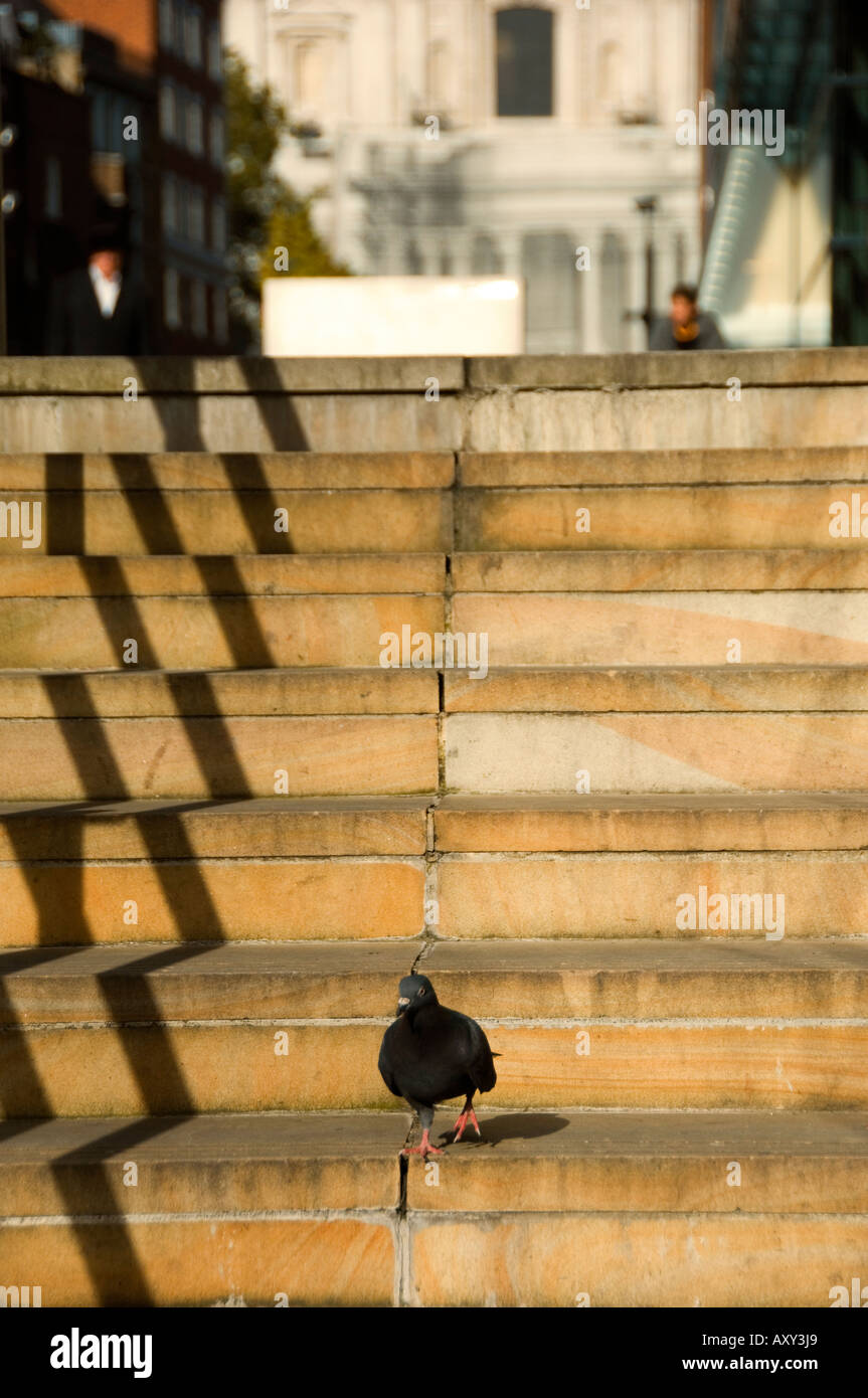 Pigeon walking down steps below the Millenium bridge with St Pauls ...
