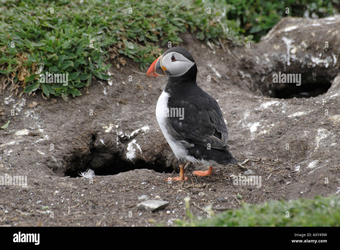 Puffin burrow hi-res stock photography and images - Alamy