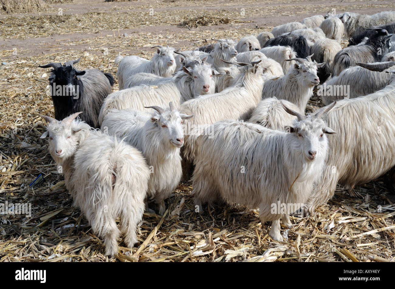Sheep in a village in Chicheng county, Hebei province, China. 27-Mar ...