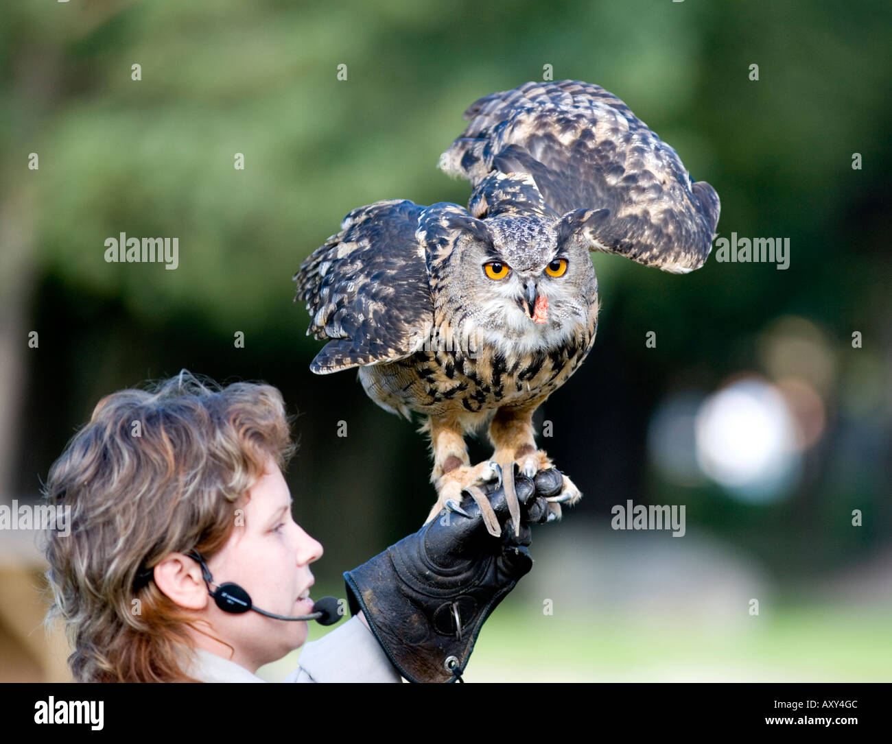 Eagle Owl (Bubo bubo Stock Photo - Alamy