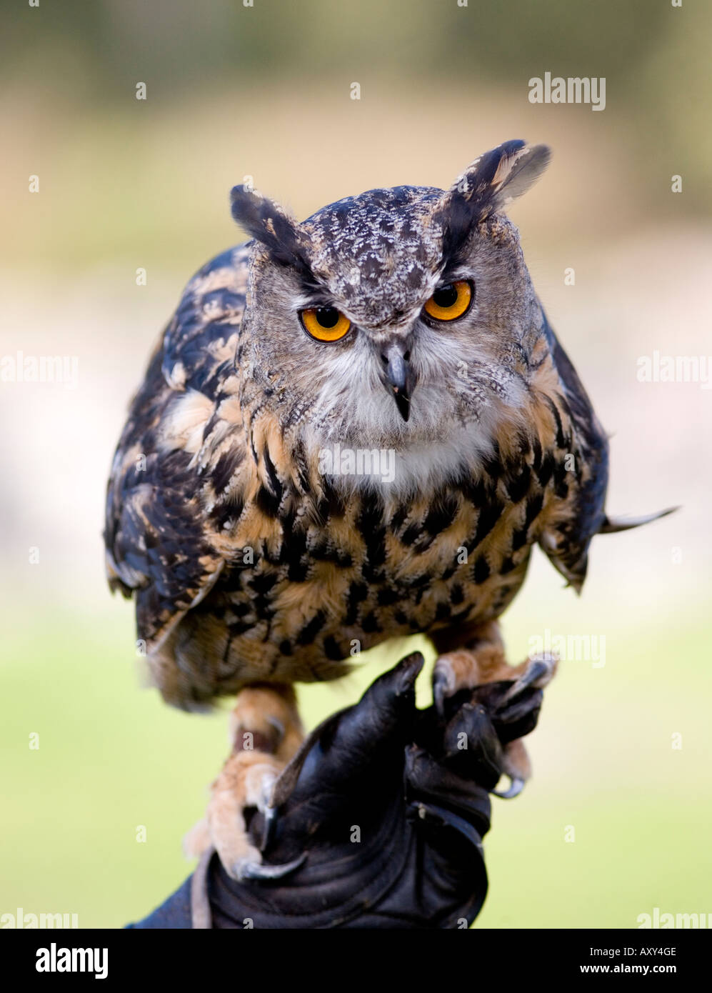 Eagle Owl (Bubo bubo Stock Photo - Alamy