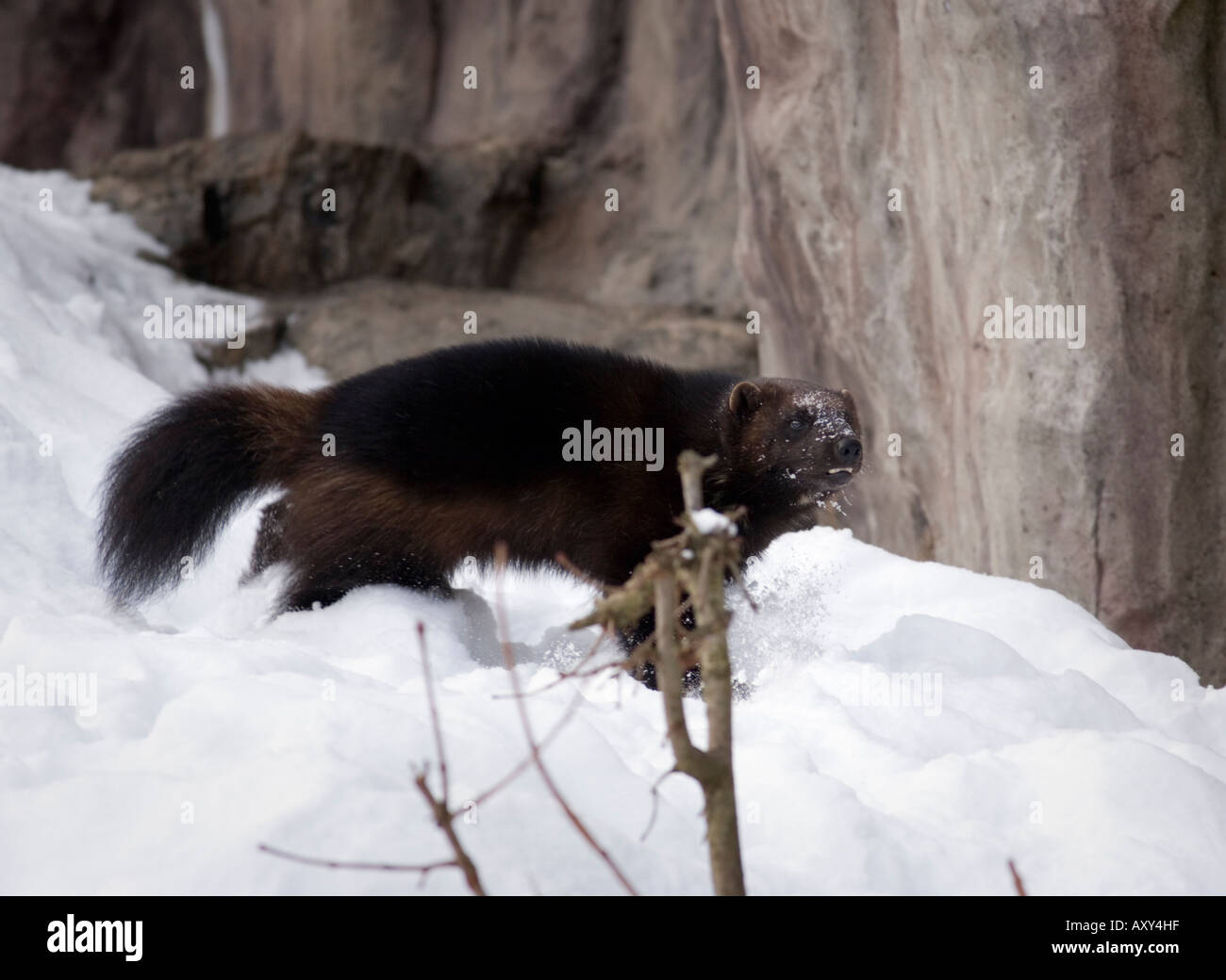 Wolverine (Gulo gulo Stock Photo - Alamy