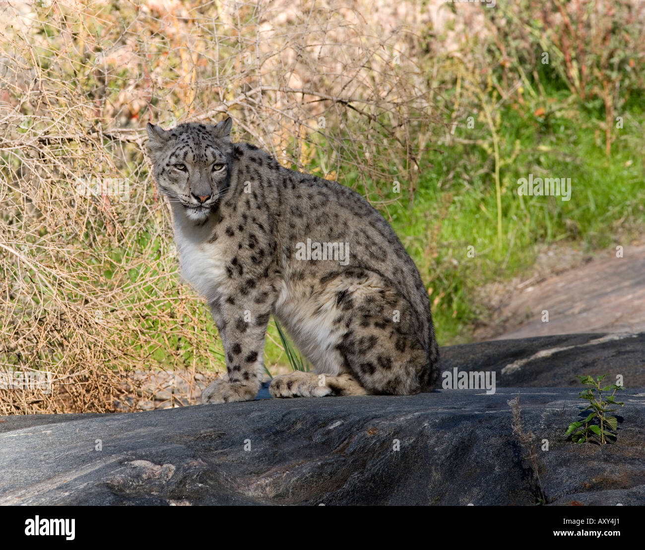 Panthera uncia himalaya hi-res stock photography and images - Alamy