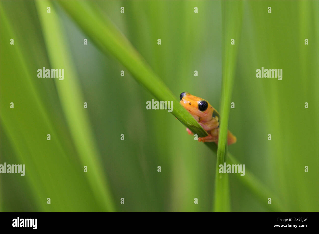 Yellow reed frog Hyperolius viridiflavus reesi Kilombero Valley ...