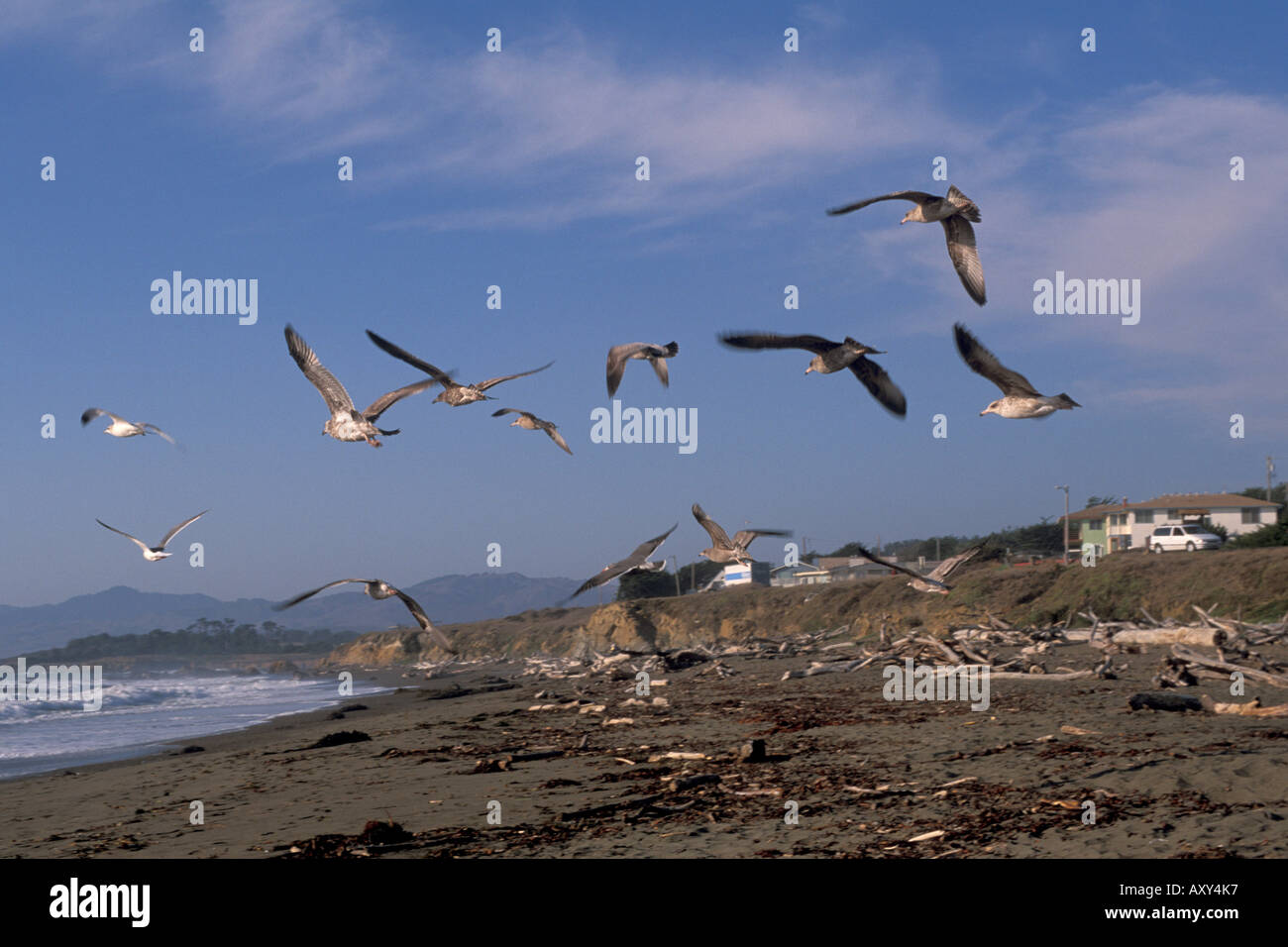 Flock of sea gulls flying away from camera over beach and trees in blue ...