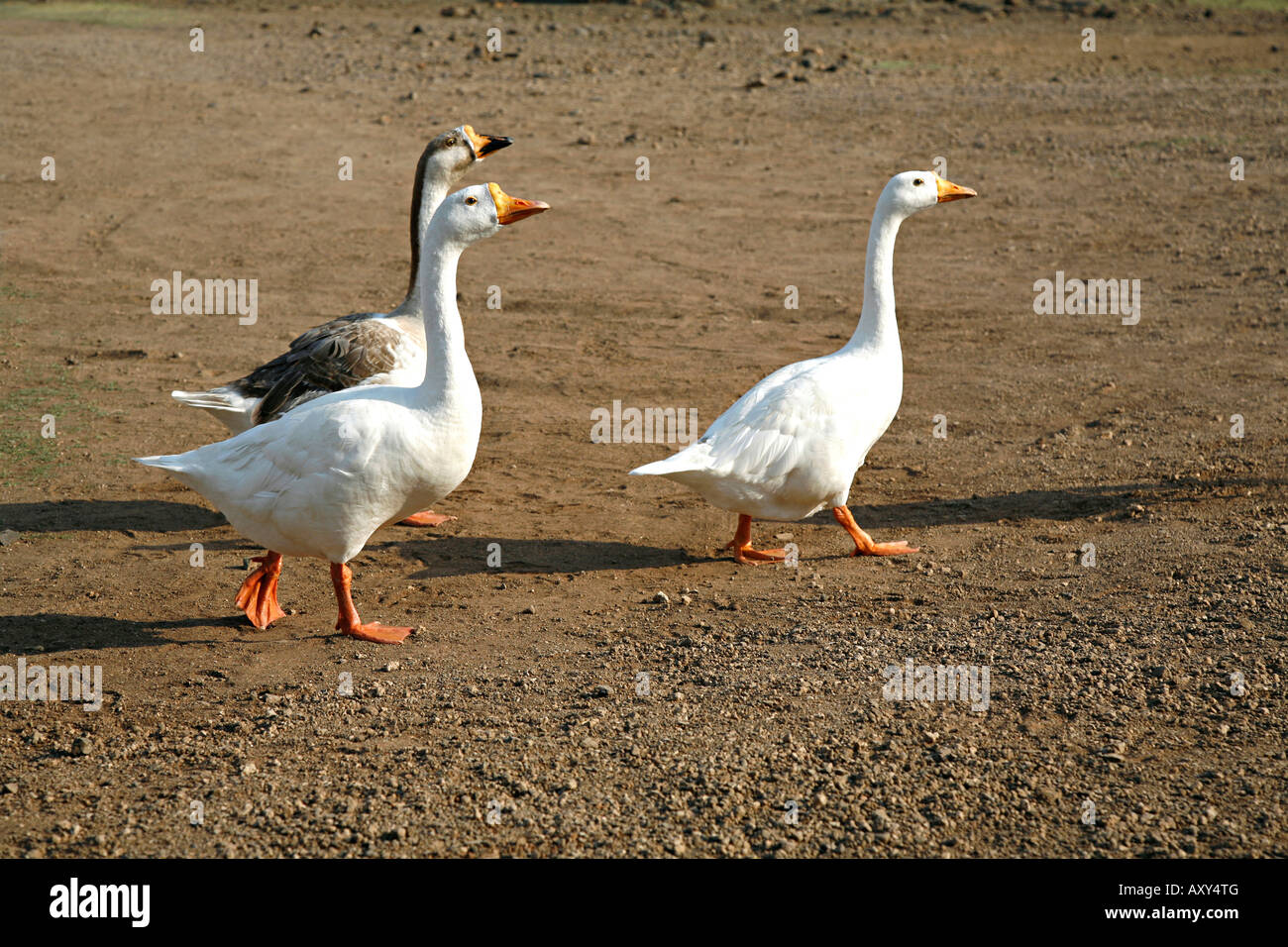 Birds of pune hi-res stock photography and images - Alamy