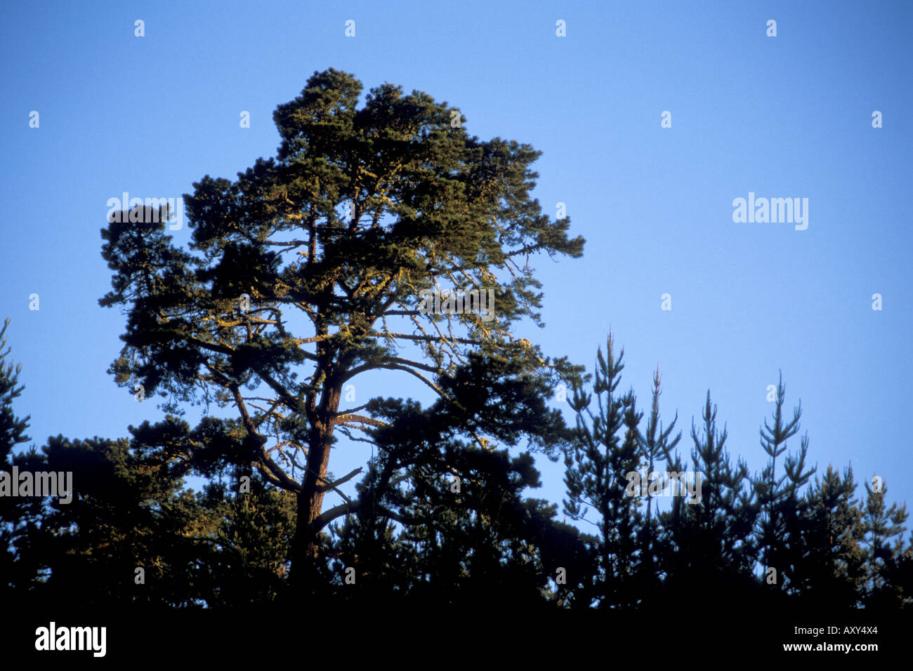 Monterey Pine Tree forest Cambria California Stock Photo - Alamy