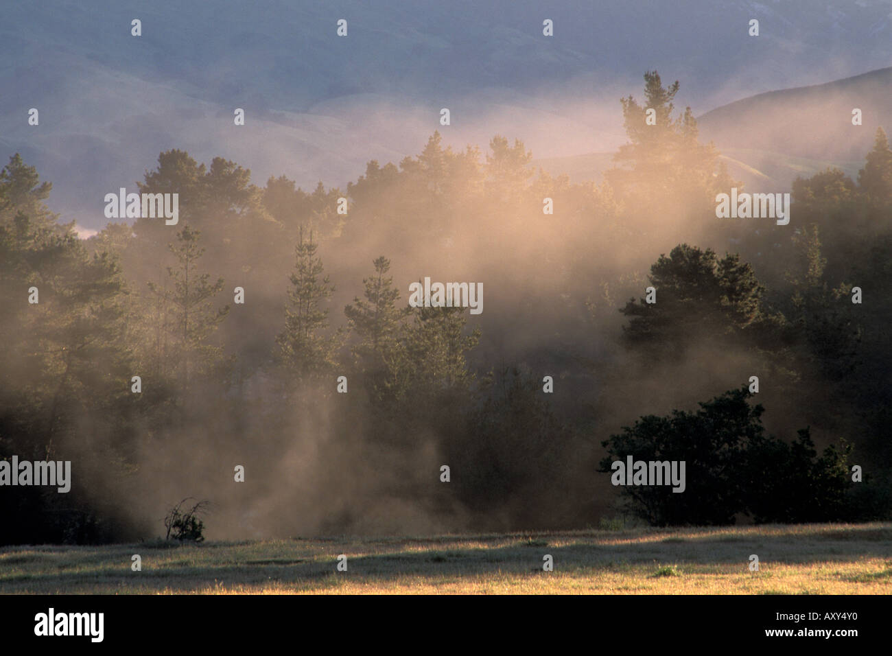 Fog in monterey pine forest hi-res stock photography and images - Alamy