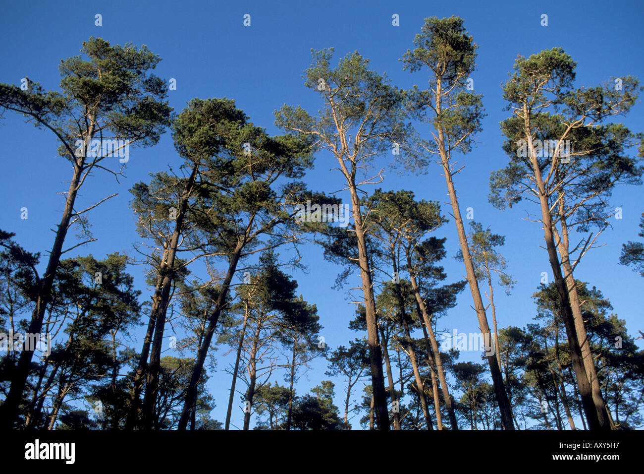 Monterey Pine Tree forest Cambria California Stock Photo - Alamy