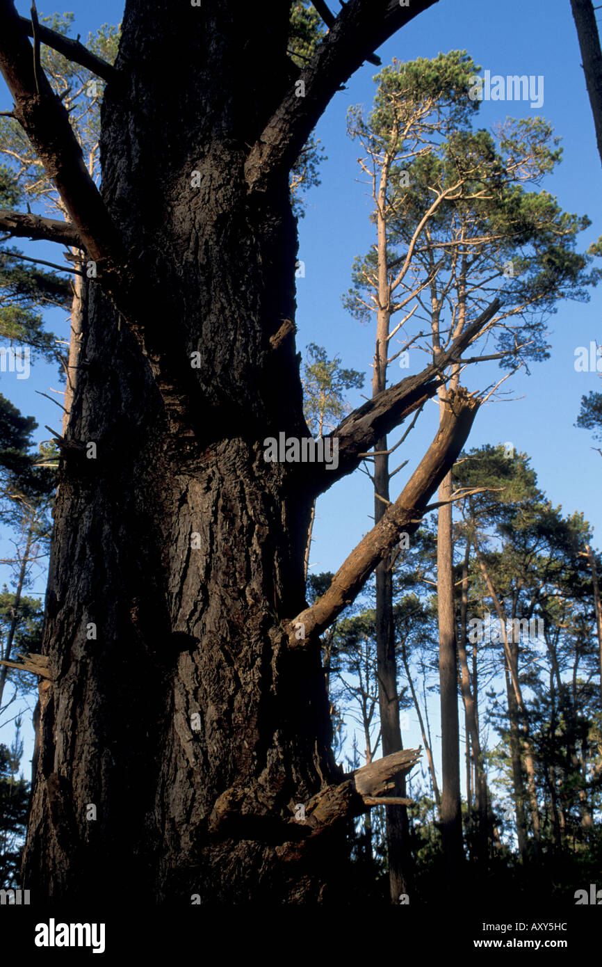 Monterey Pine Tree forest Cambria California Stock Photo - Alamy