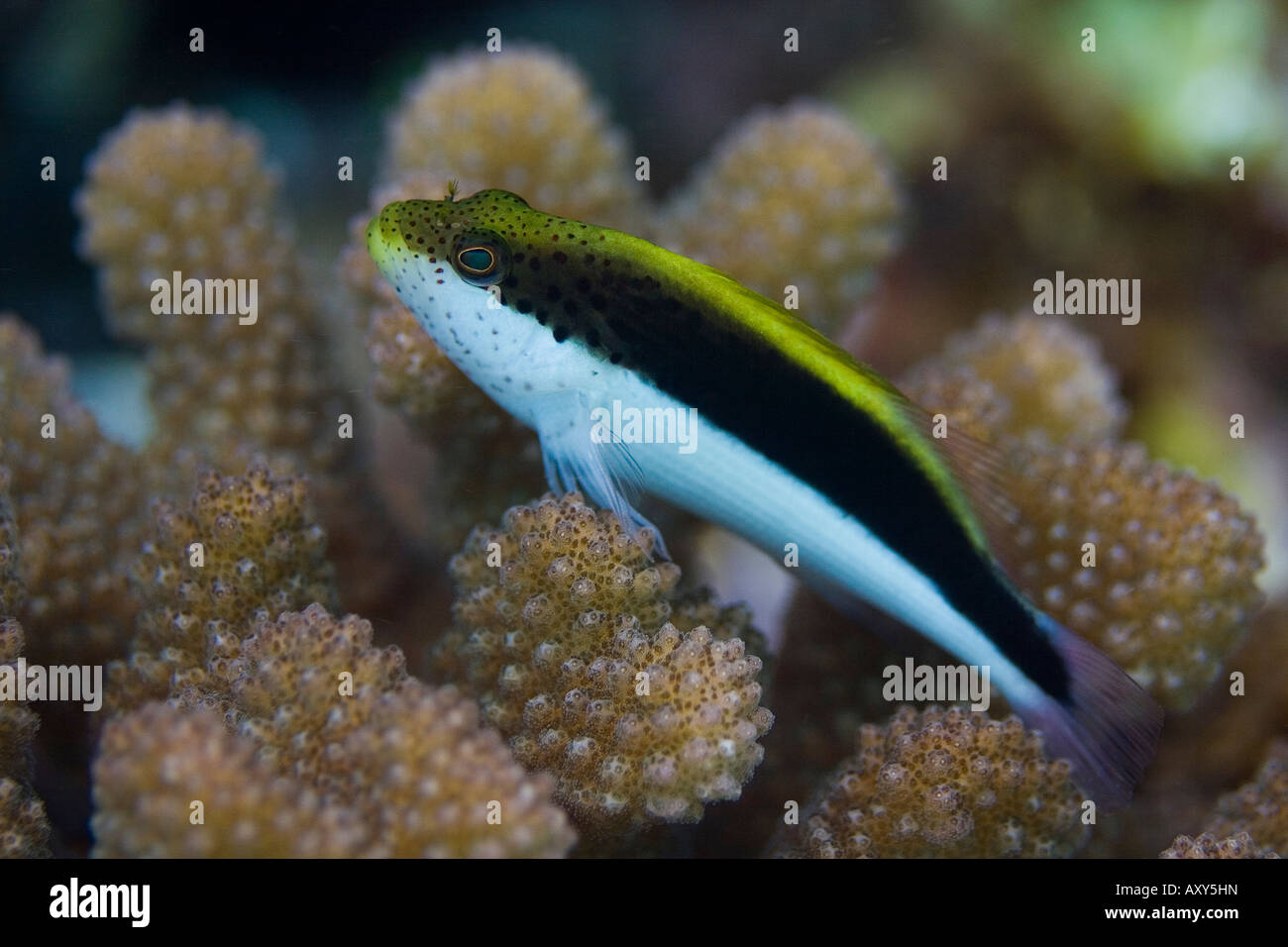 Hawaiian hawk hi-res stock photography and images - Alamy