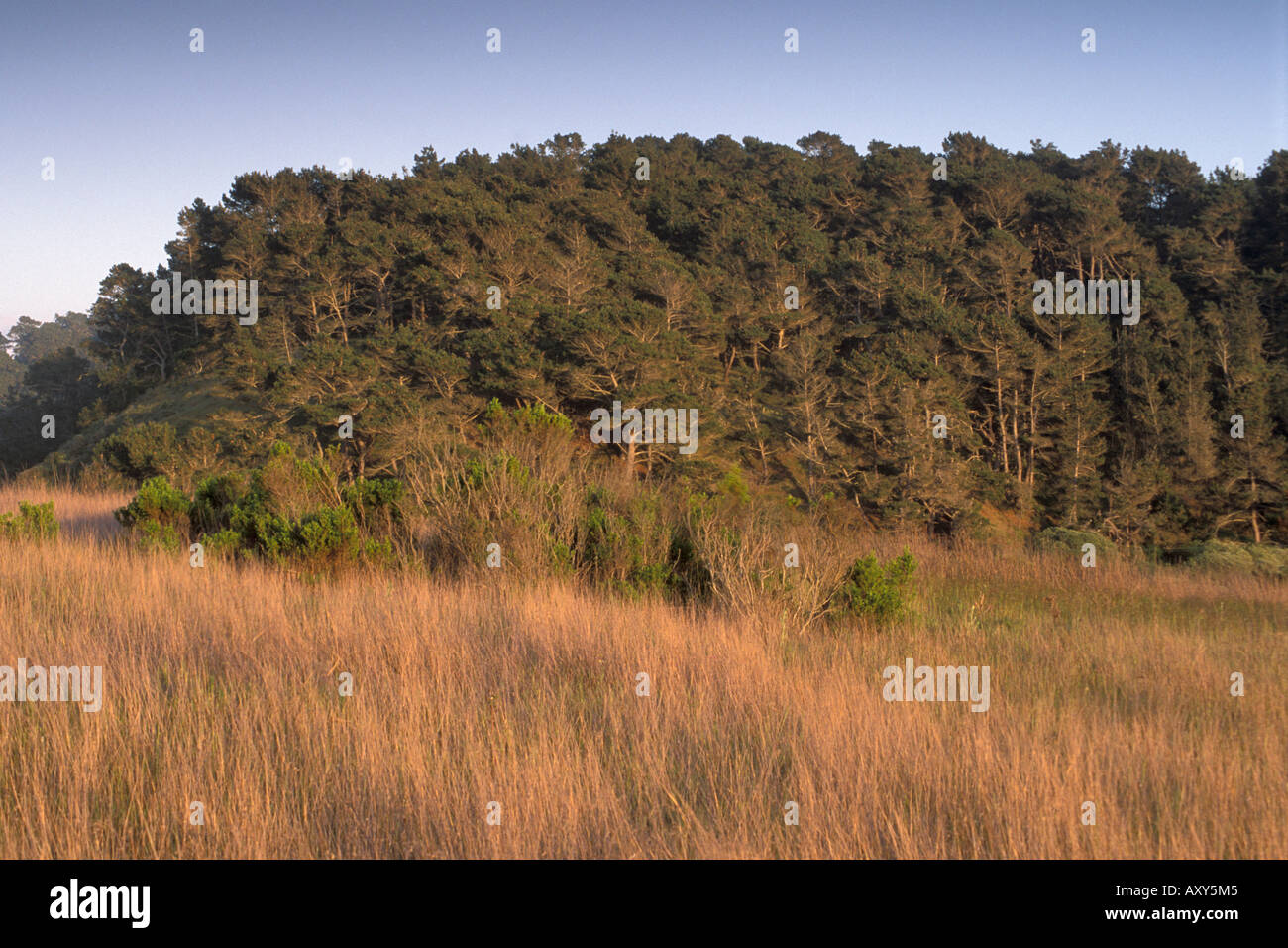 Monterey Pine Tree forest Cambria California Stock Photo - Alamy