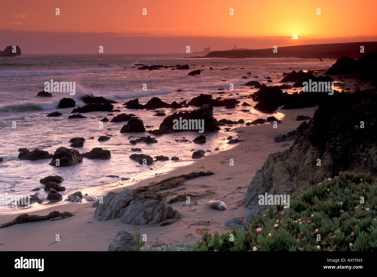 Elephant seal beach sunset hi-res stock photography and images - Alamy