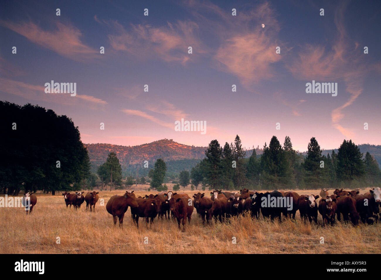 North american cattle ranches hi-res stock photography and images - Alamy
