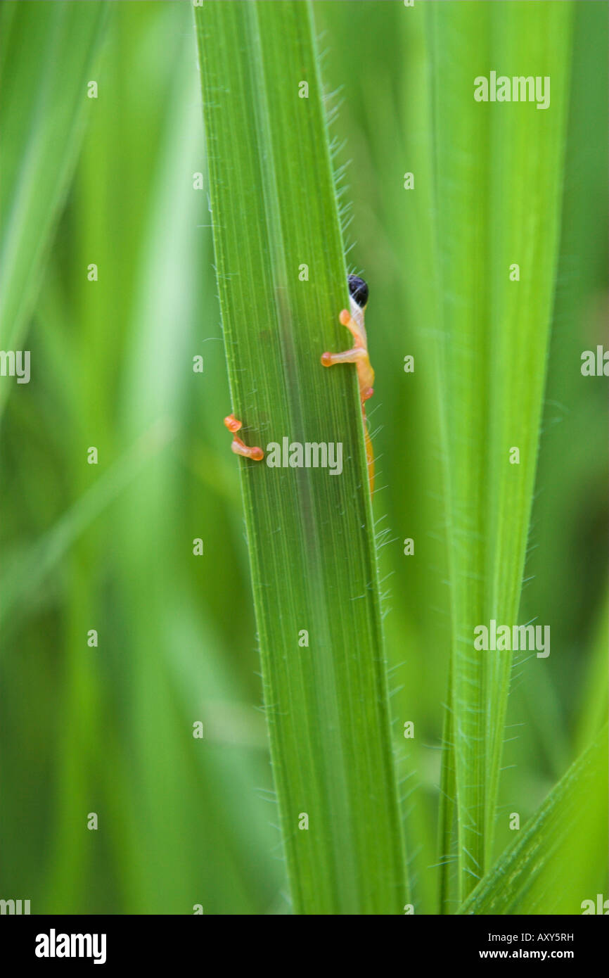 Yellow reed frog Hyperolius viridiflavus reesi Kilombero Valley ...