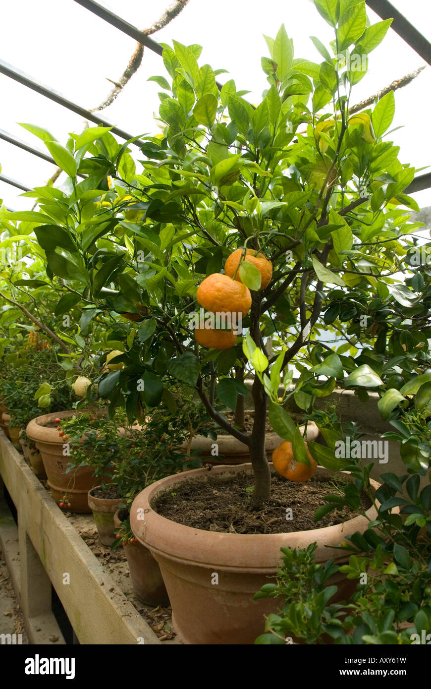 Medici villa lemon hi-res stock photography and images - Alamy