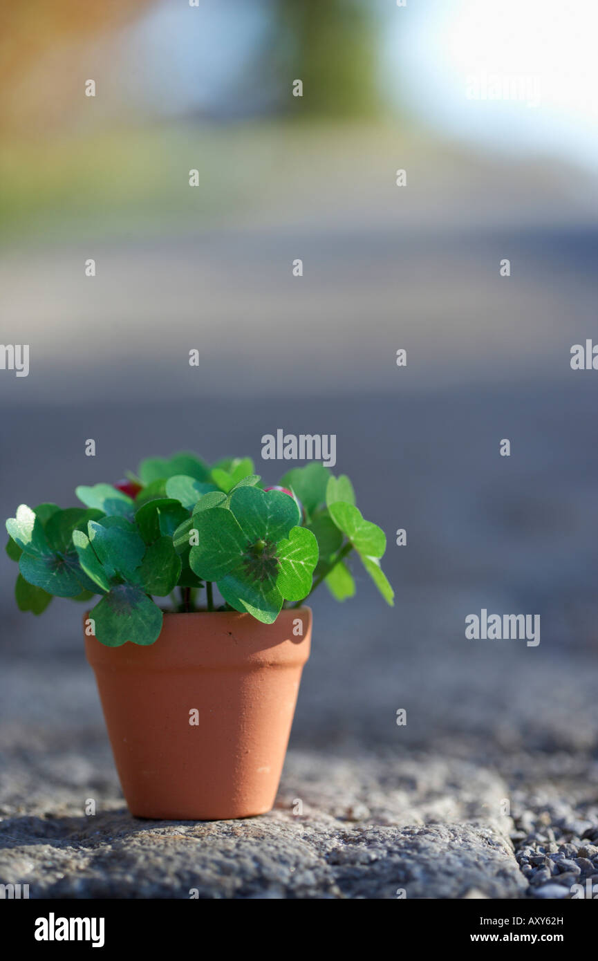 Flower pot with clover, close-up, selective focus Stock Photo - Alamy