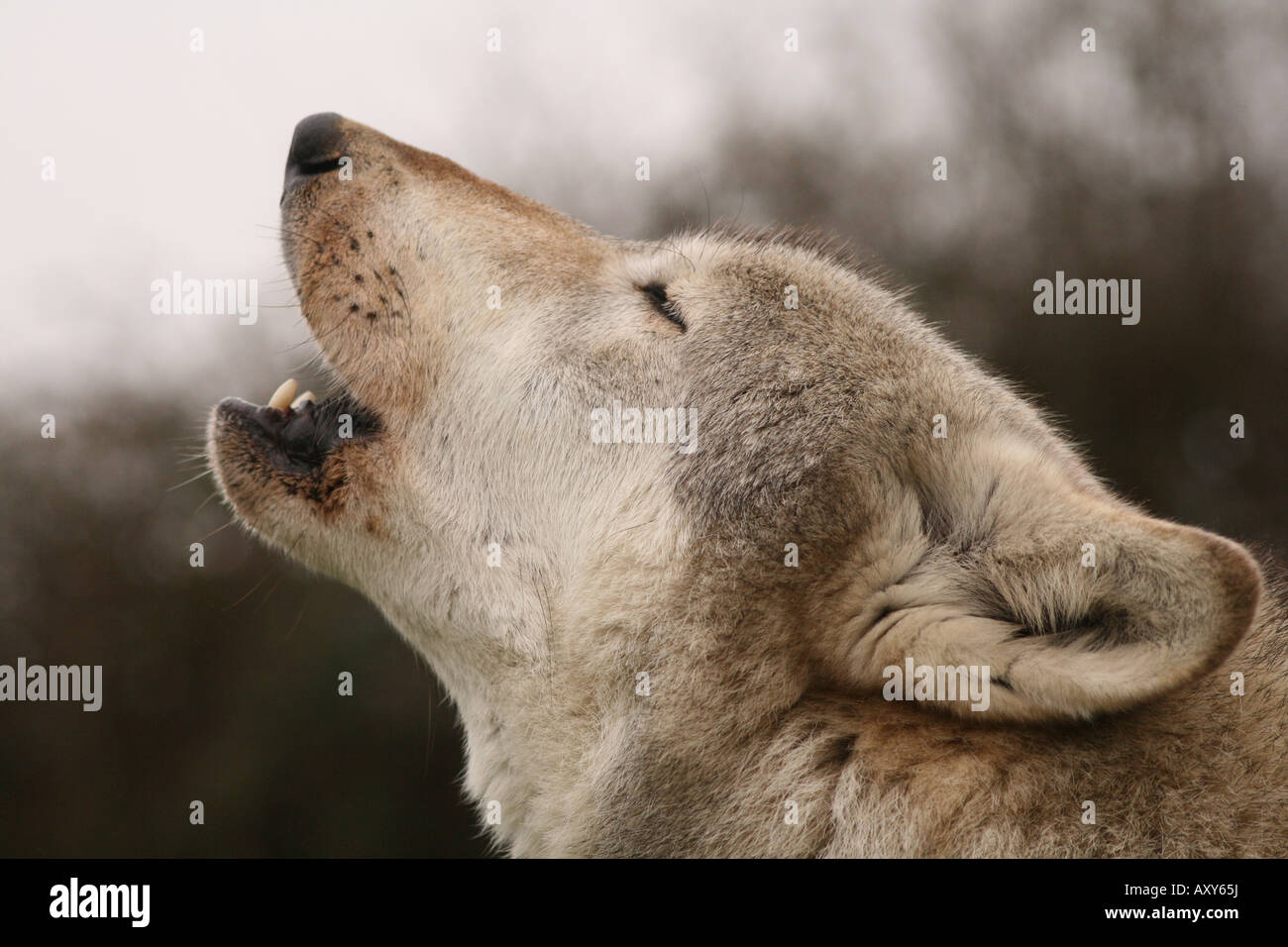 North American Wolf Howling, grey wolf, Canis lupus Stock Photo - Alamy