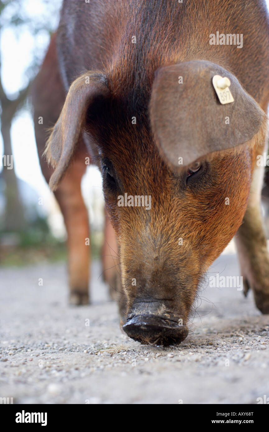 Truffle pig hi-res stock photography and images - Alamy
