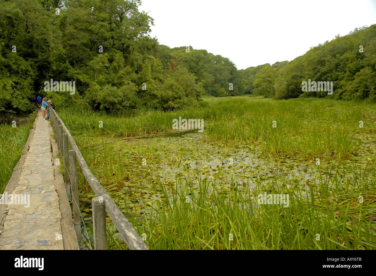 Bosherston water lilies hi-res stock photography and images - Alamy