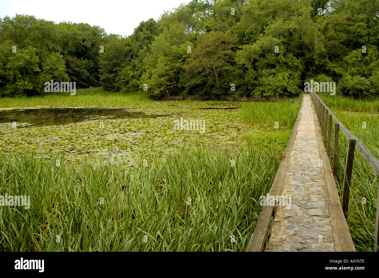 Bosherston Lily Ponds Pembrokeshire Wales Stock Photo - Alamy
