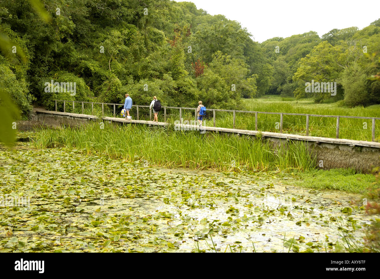 Bosherston Lily Ponds Pembrokeshire Wales Stock Photo - Alamy