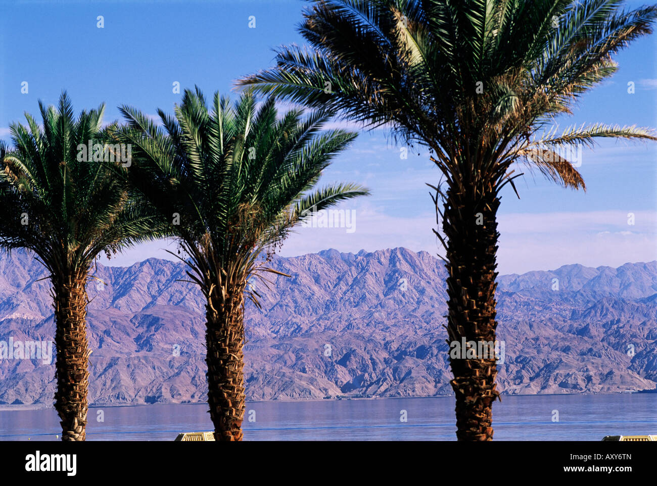 Palm trees and Red Sea, Eilat, Israel, Middle East Stock Photo - Alamy