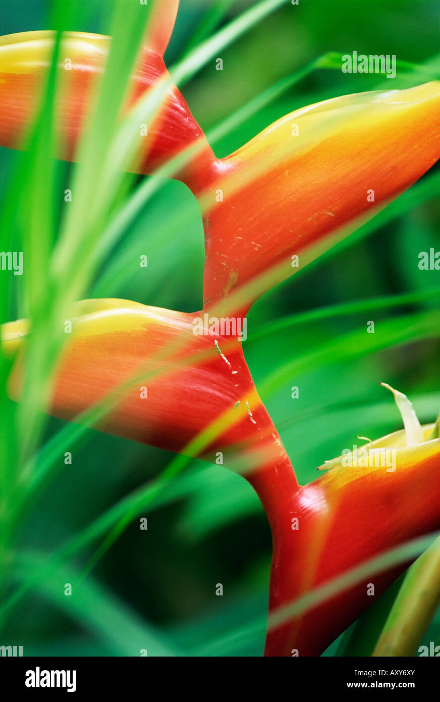 Caribbean plant hi-res stock photography and images - Alamy