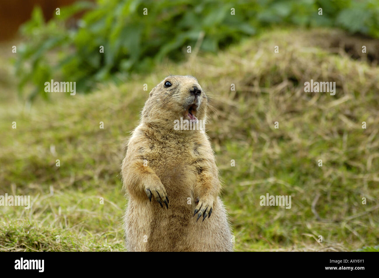 A yawning Prarie Marmot Prarie Dog at Chester Zoo Stock Photo - Alamy