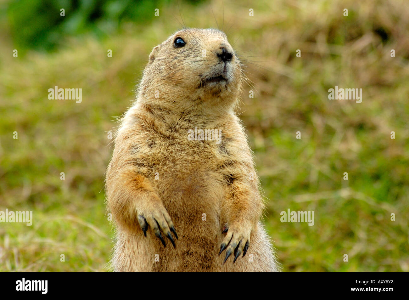 Prarie Marmot Prarie Dog at Chester Zoo Stock Photo - Alamy