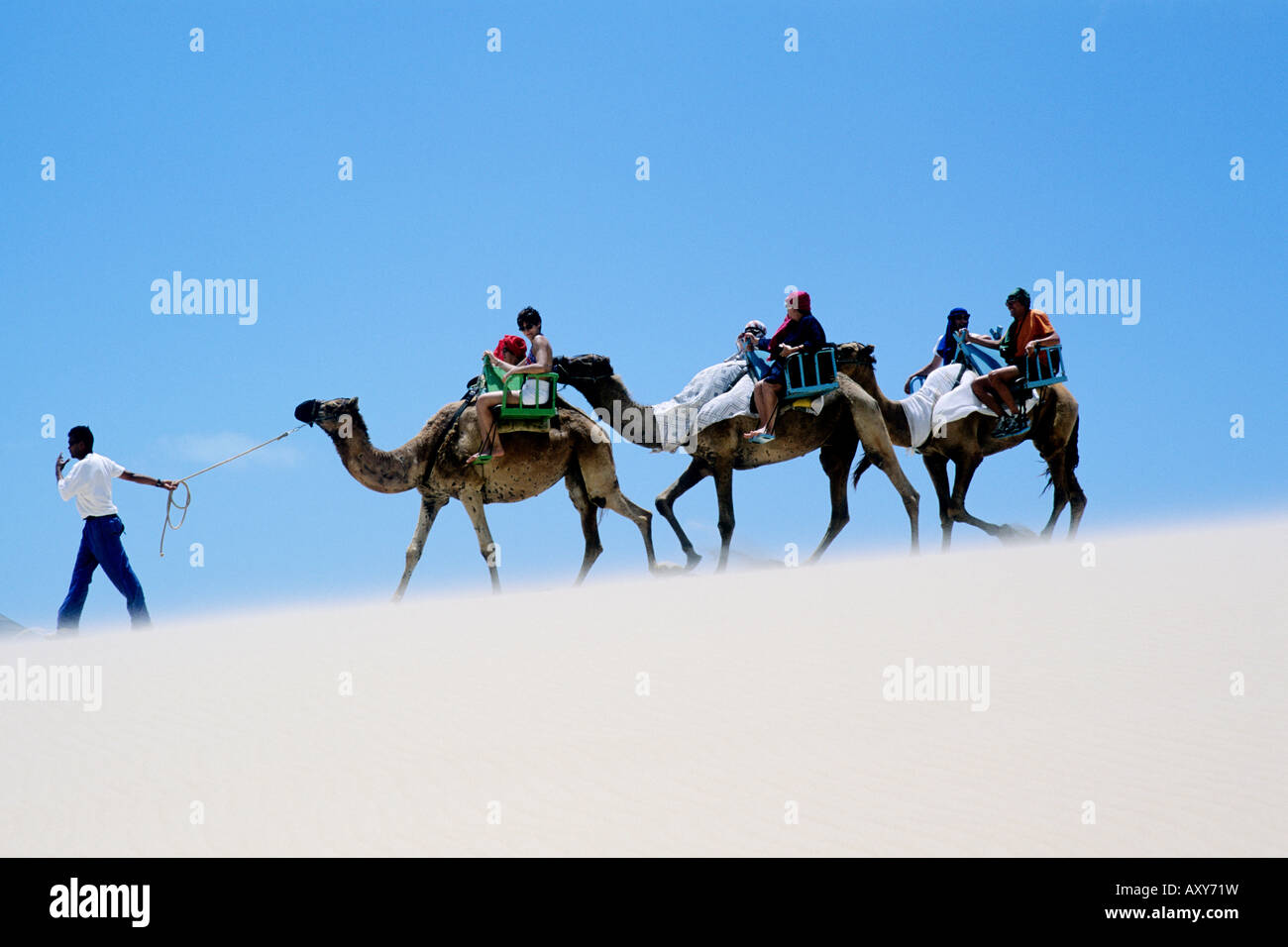 A camel train led by a local guide transports its cargo of tourists ...